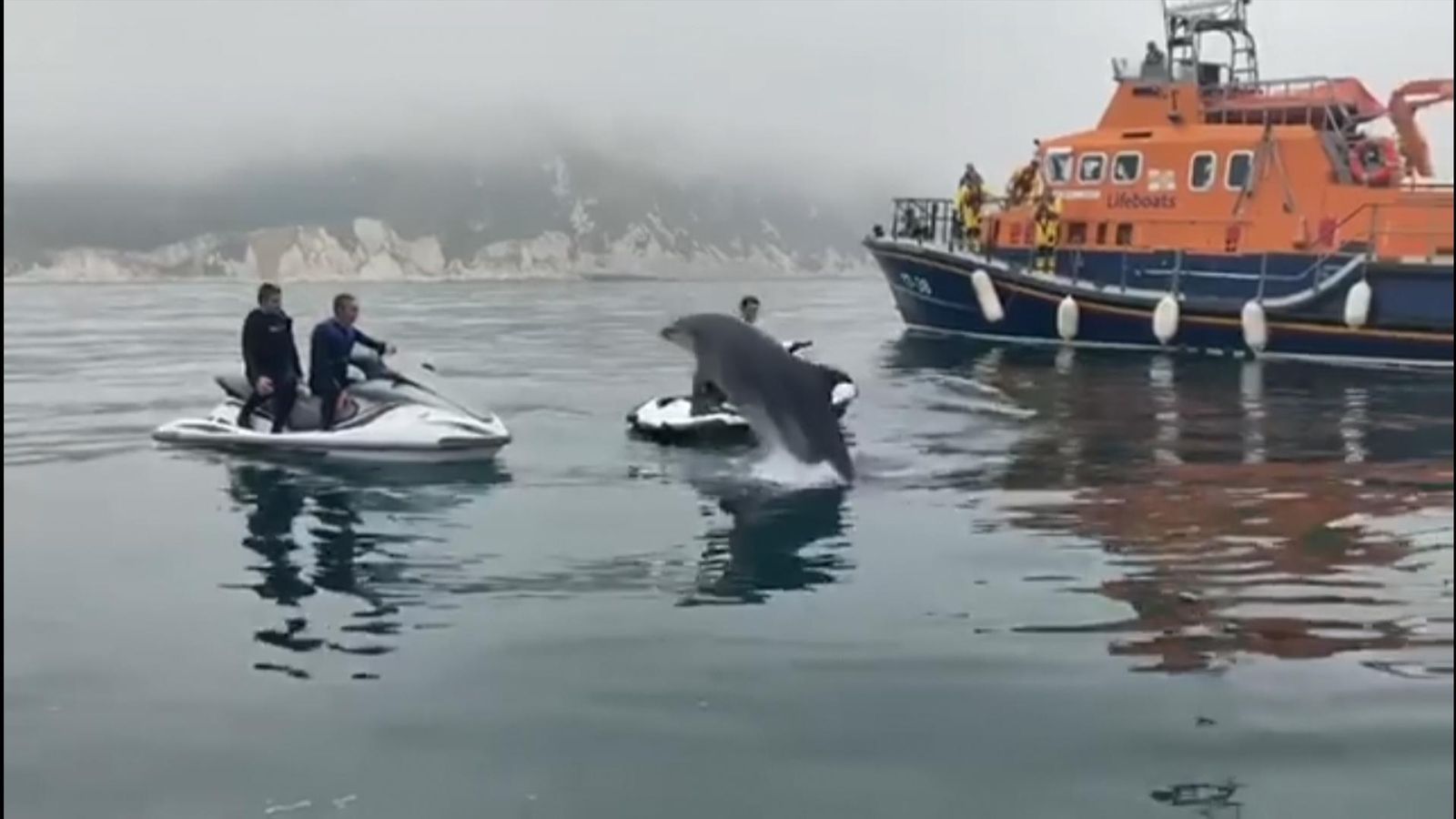 Dolphin surprises jetskiers off Dorset coast | UK News | Sky News