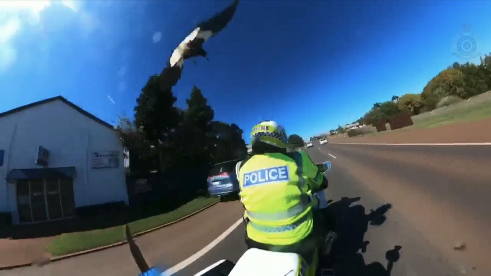 Australia: Magpie attacks police officer during breeding season | World ...