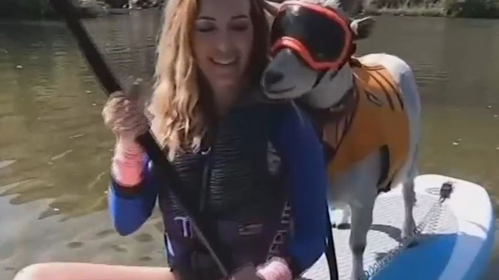 Meet Mr Mayhem, the paddle-boarding goat | Offbeat News | Sky News