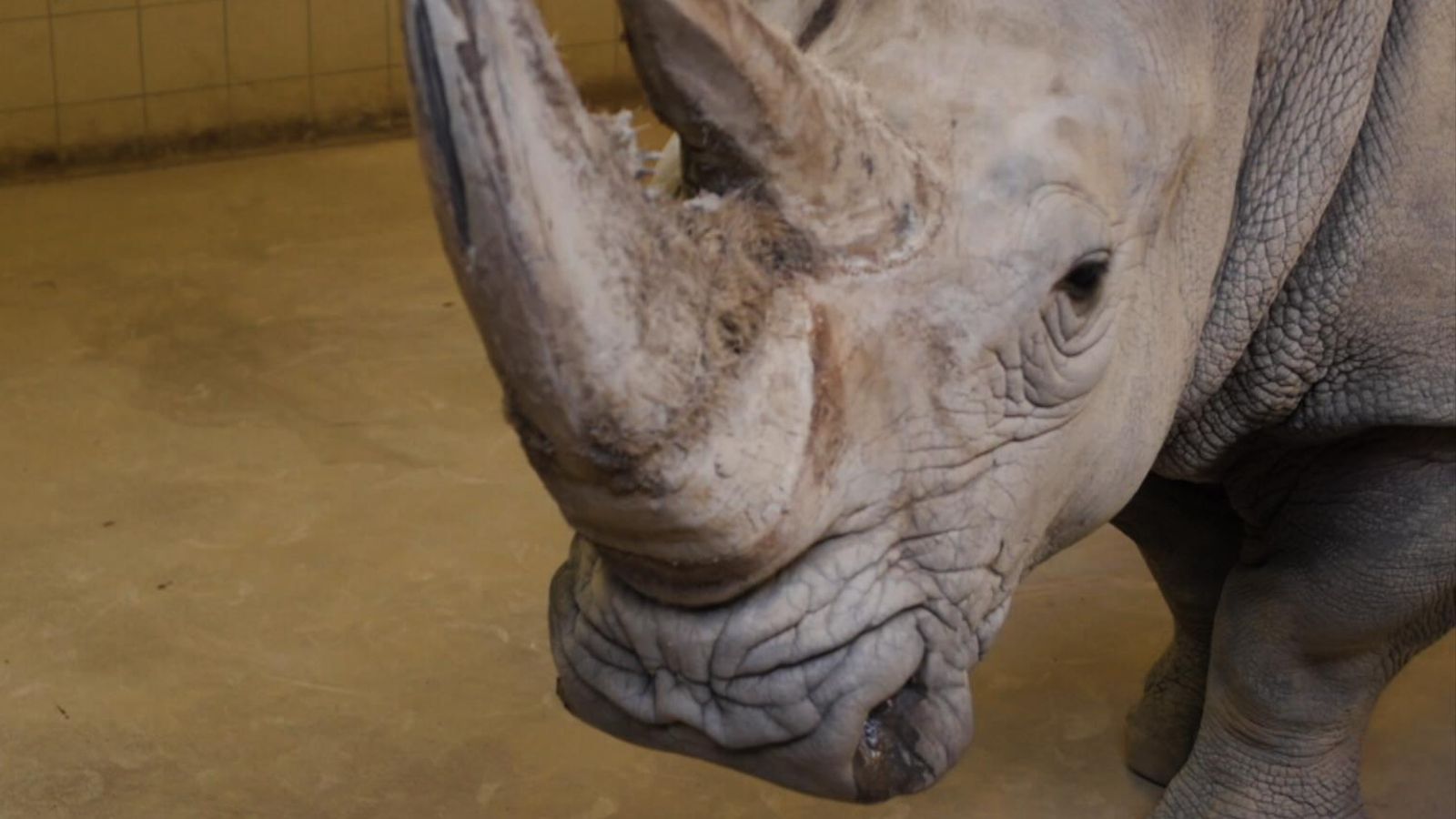 Scientists try to create first rhino test tube baby to save near ...