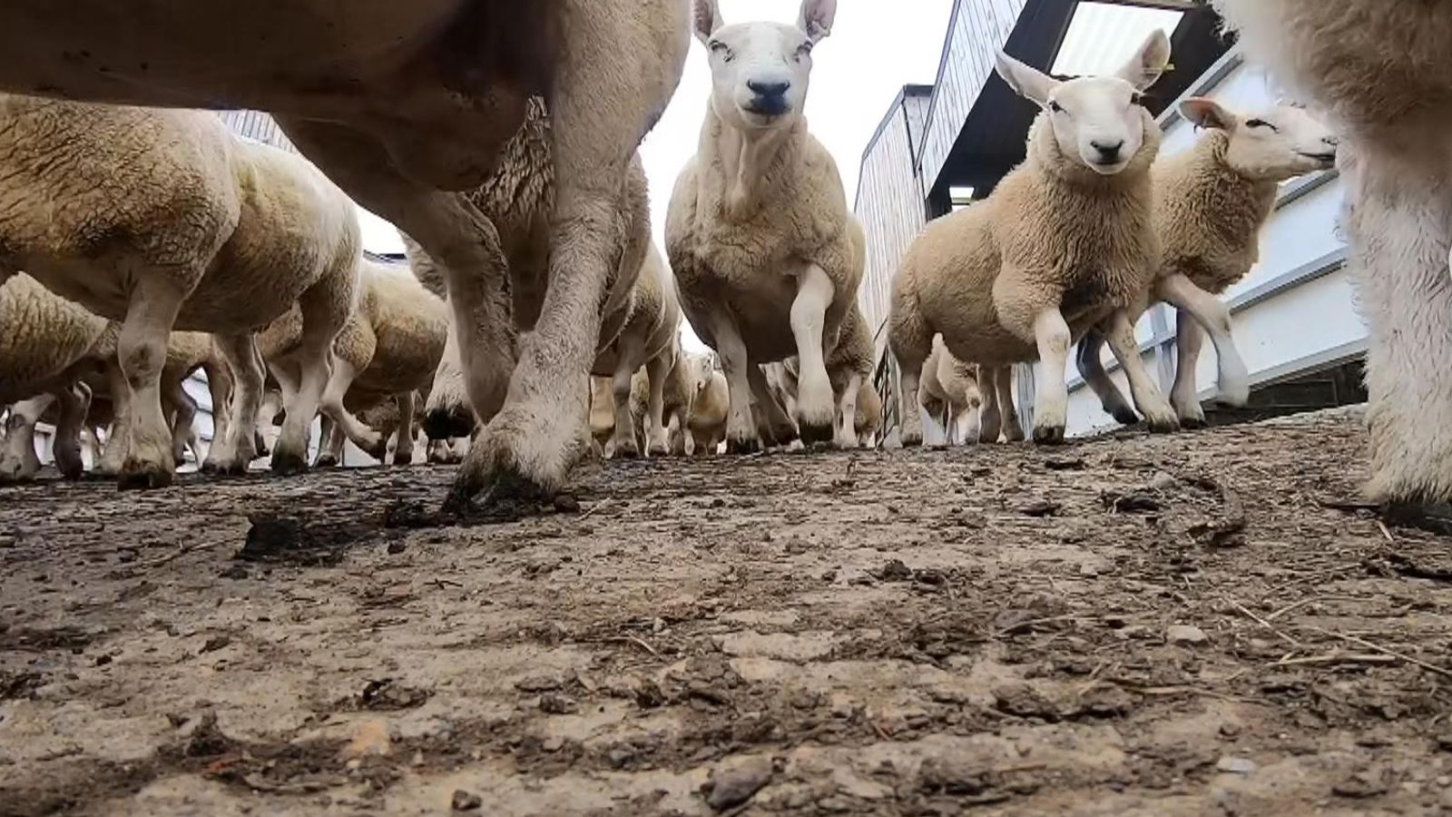 Sheep rustlers force farmers to turn to tech to keep track of stolen ...