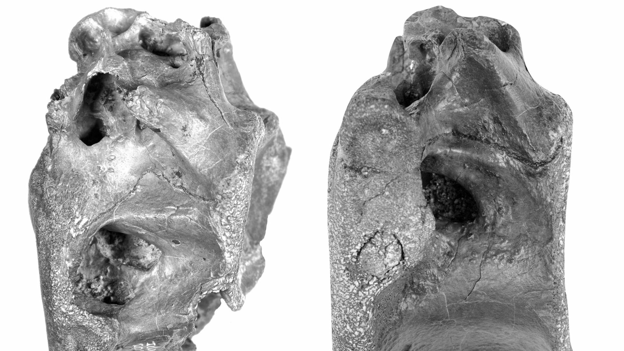 Bones of close relative of Tyrannosaurus rex discovered on Isle of ...