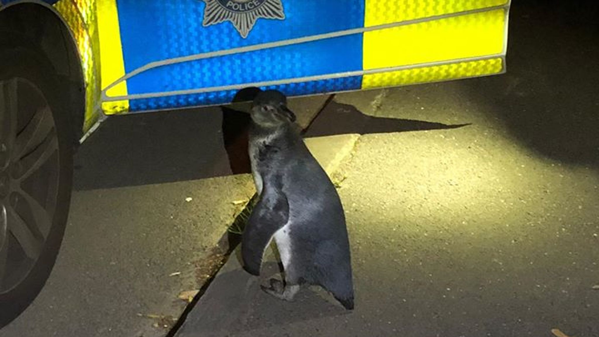 Police pick up a penguin from village street in Nottinghamshire after ...