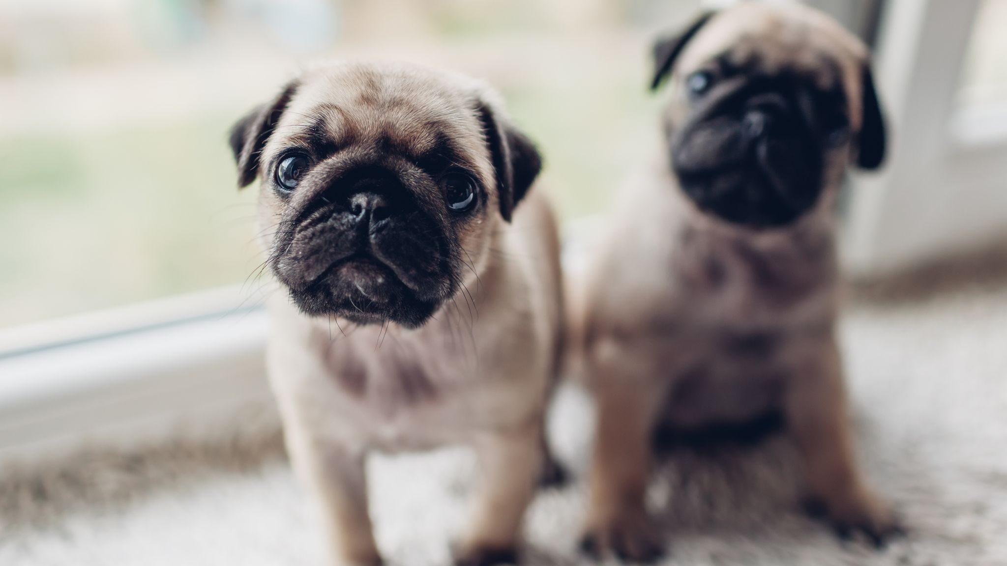 Coronavirus: Fears over dog smuggling as lockdown puppy prices rise by ...