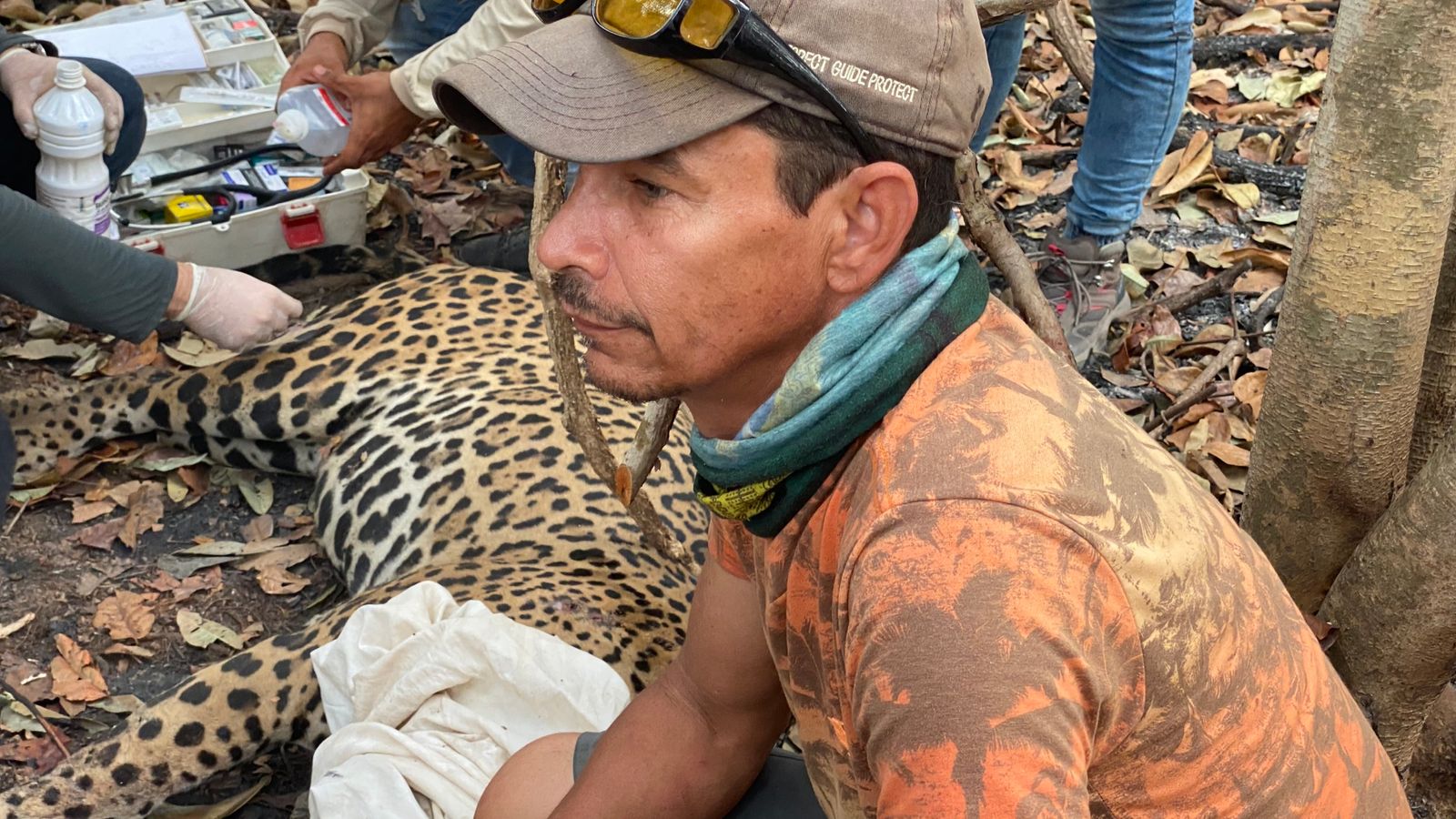 The Pantanal: How wildfire devastated life in the world's largest ...