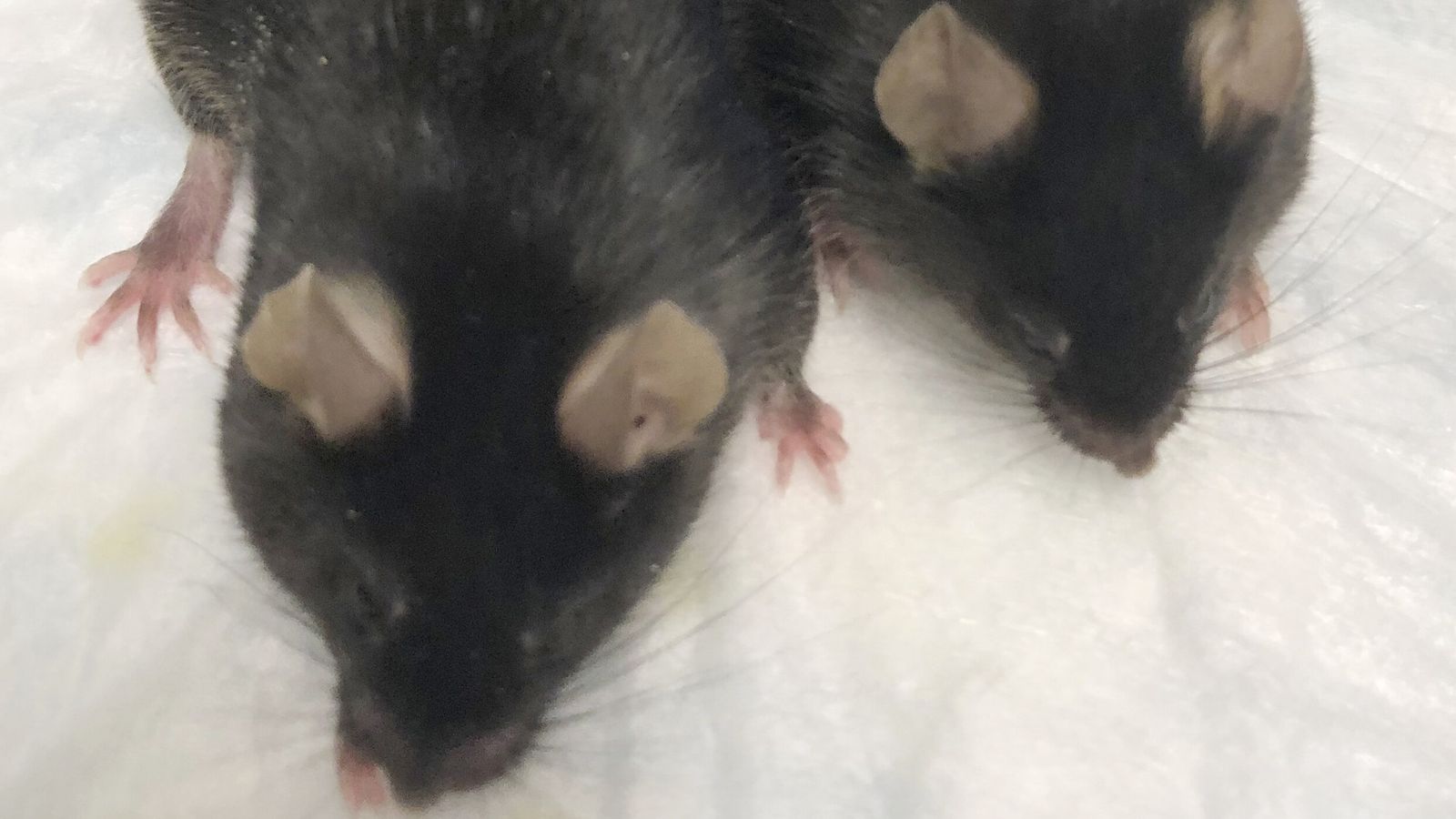Mighty mutant mice maintain muscle mass in space | Science, Climate ...