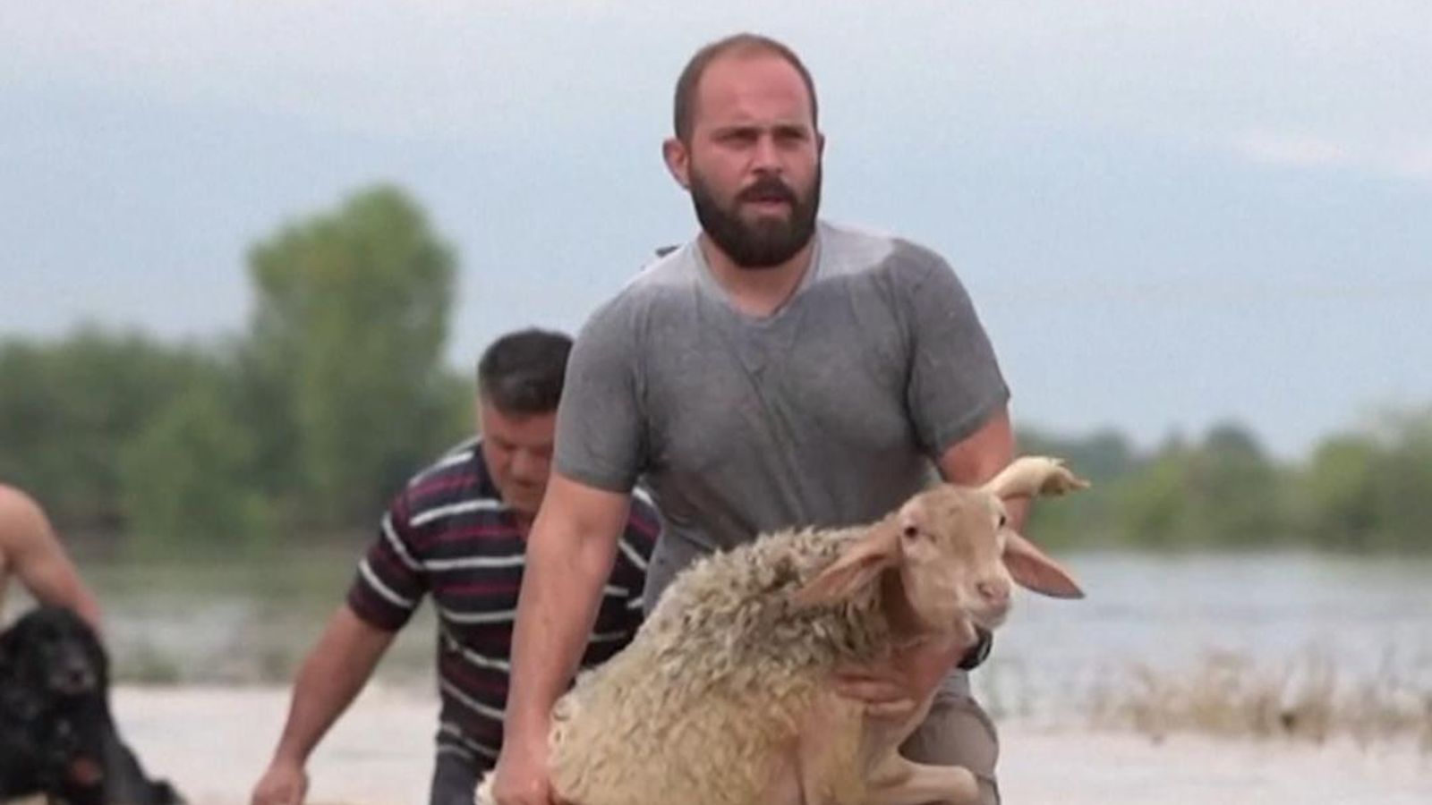 Storm Ianos: Greek farmers rescue sheep after rare hurricane | World ...