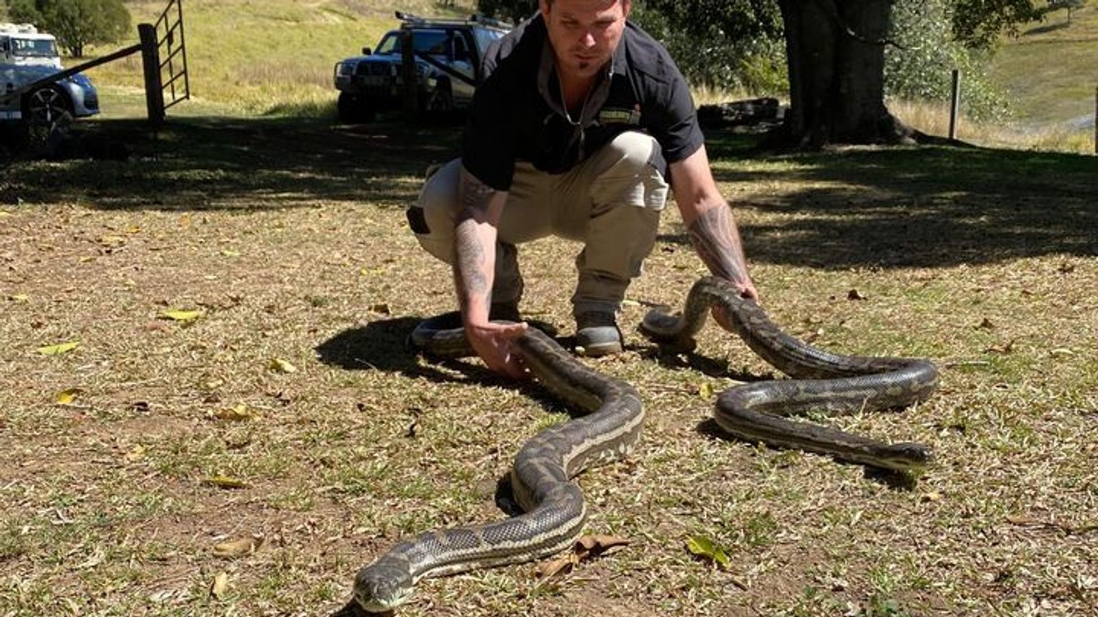 Pythons crash-land into man's kitchen after fighting over mate | World ...