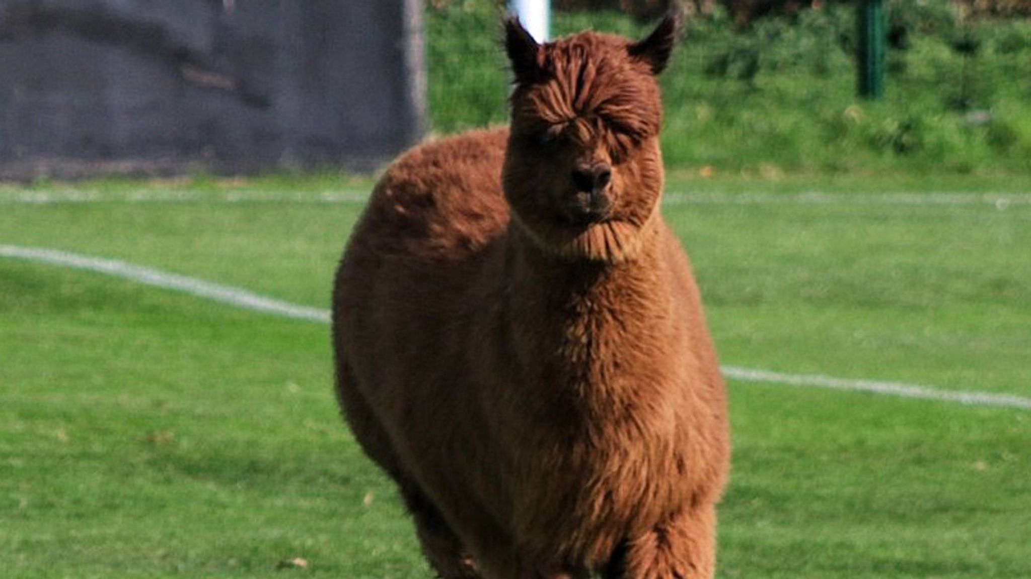 'There's an alpaca on the pitch' - animal stops football match in West ...