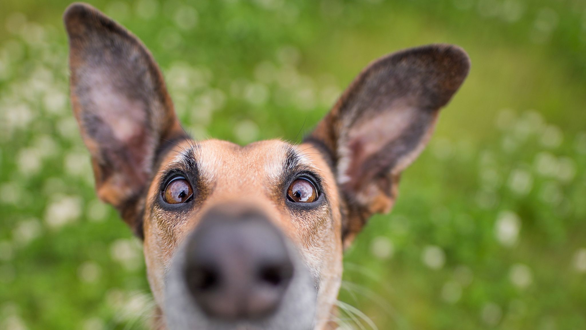 Goofy dogs and laughing horses compete for funniest pet photo award ...