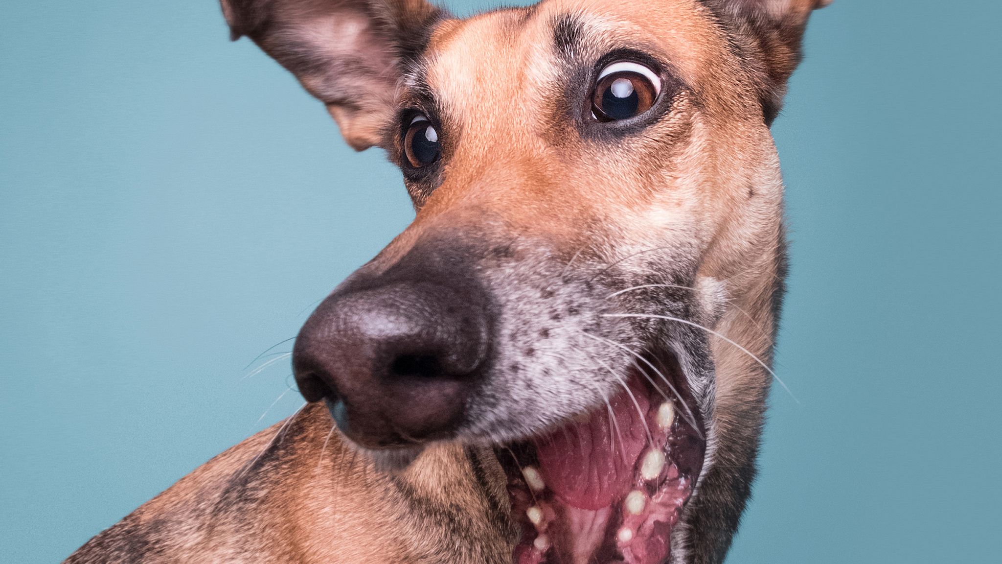 Goofy dogs and laughing horses compete for funniest pet photo award ...
