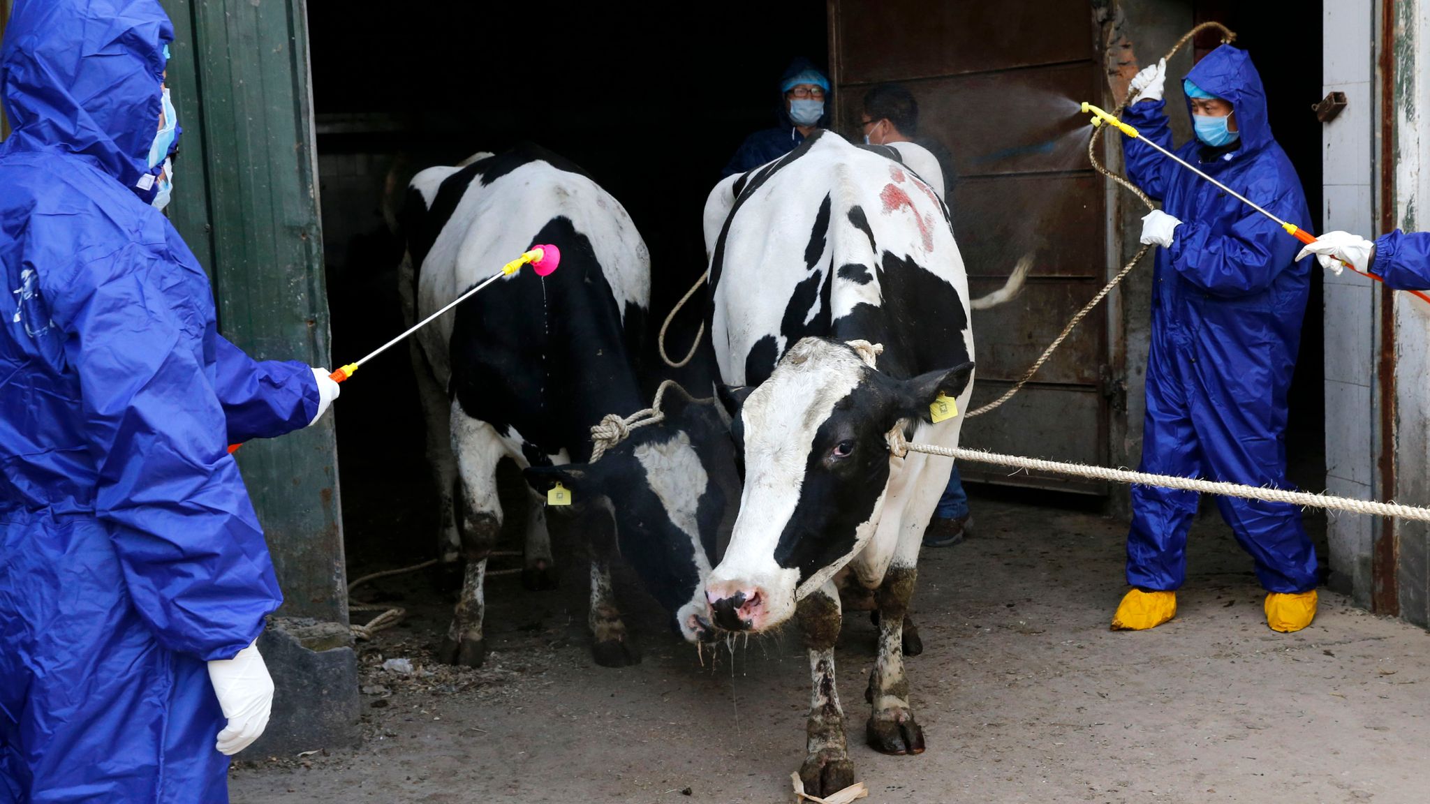 China: Thousands infected with zoonosis disease after factory leak ...