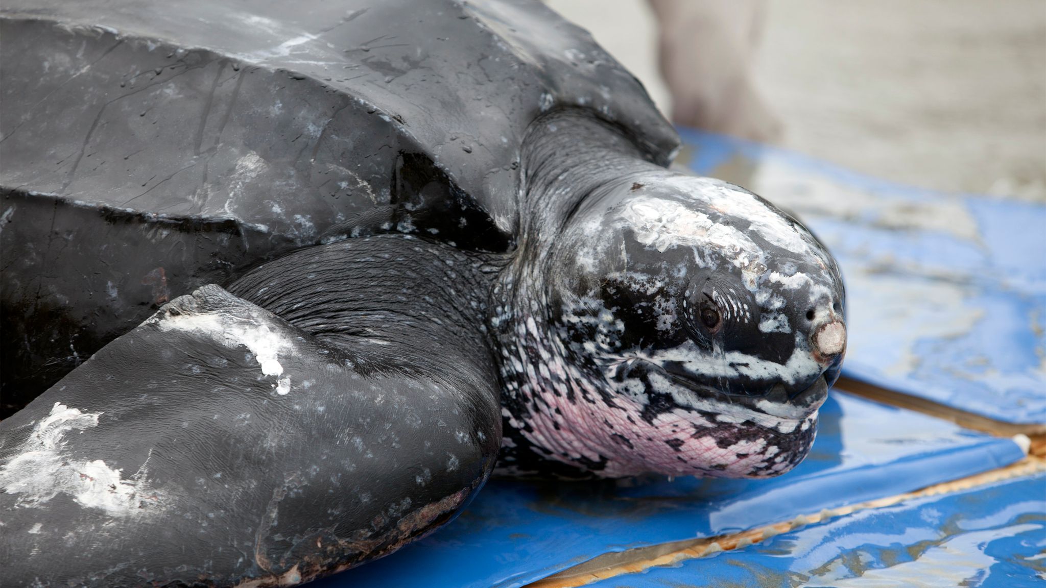 Humans' food consumption is wiping out nature at an unprecedented rate ...