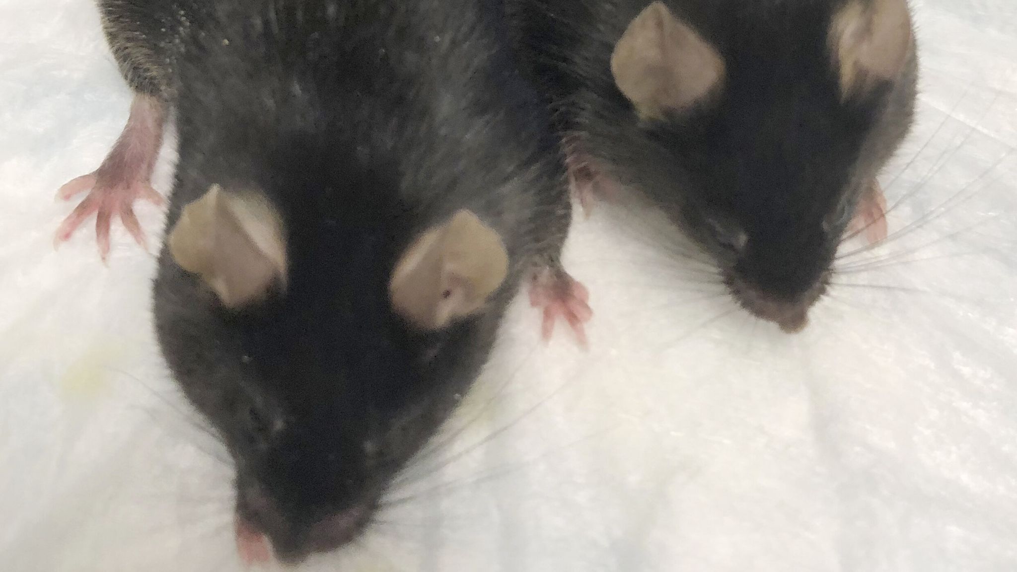 Mighty mutant mice maintain muscle mass in space | Science, Climate ...
