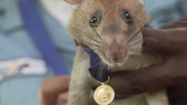 Magawa the 'hero rat', who was given a medal for detecting landmines in ...