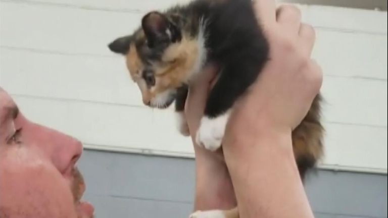 Utah: Rescue kitten rescued from behind car dashboard | US News | Sky News