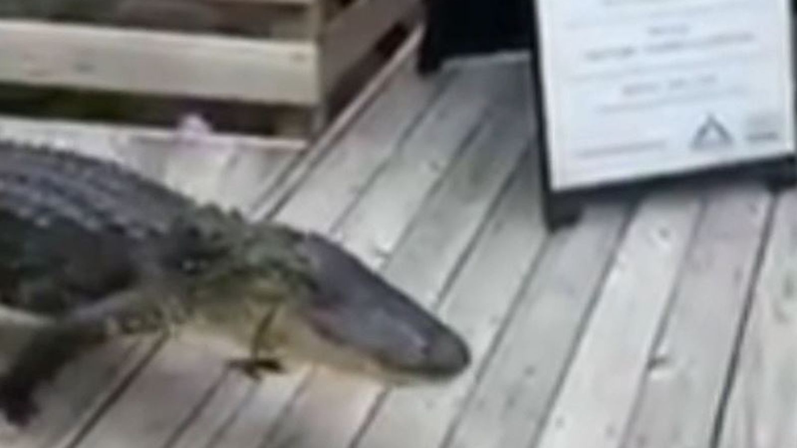 South Carolina: Alligator takes a stroll through visitor centre in US ...