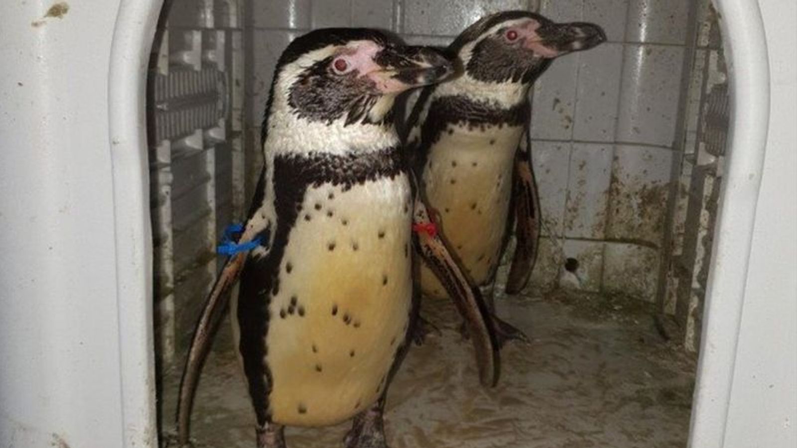 Man jailed after stealing penguins and exotic birds from Cumbria zoo ...