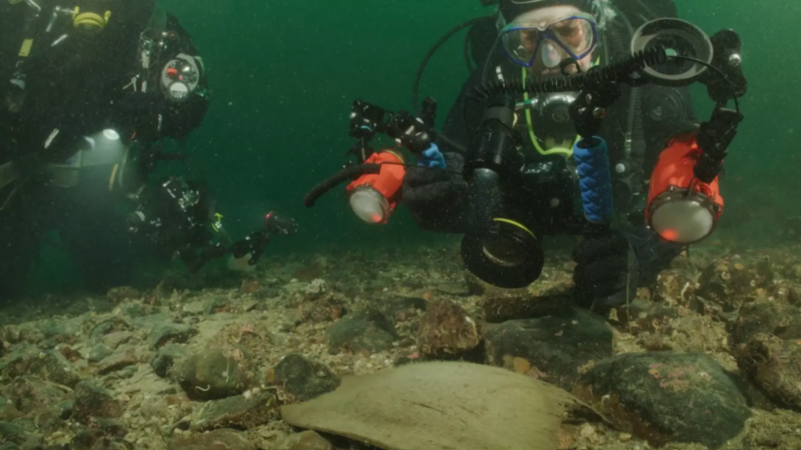 Scotland: More than 100 critically endangered flapper skate eggs found ...