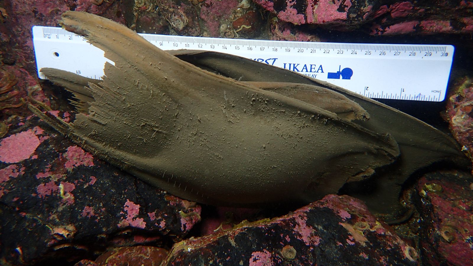 Scotland: More than 100 critically endangered flapper skate eggs found ...