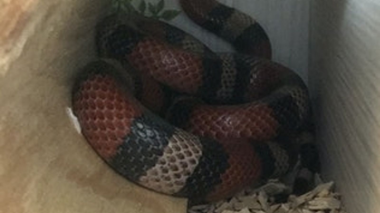 'Escape artist' snake missing for two months found alive in car door ...