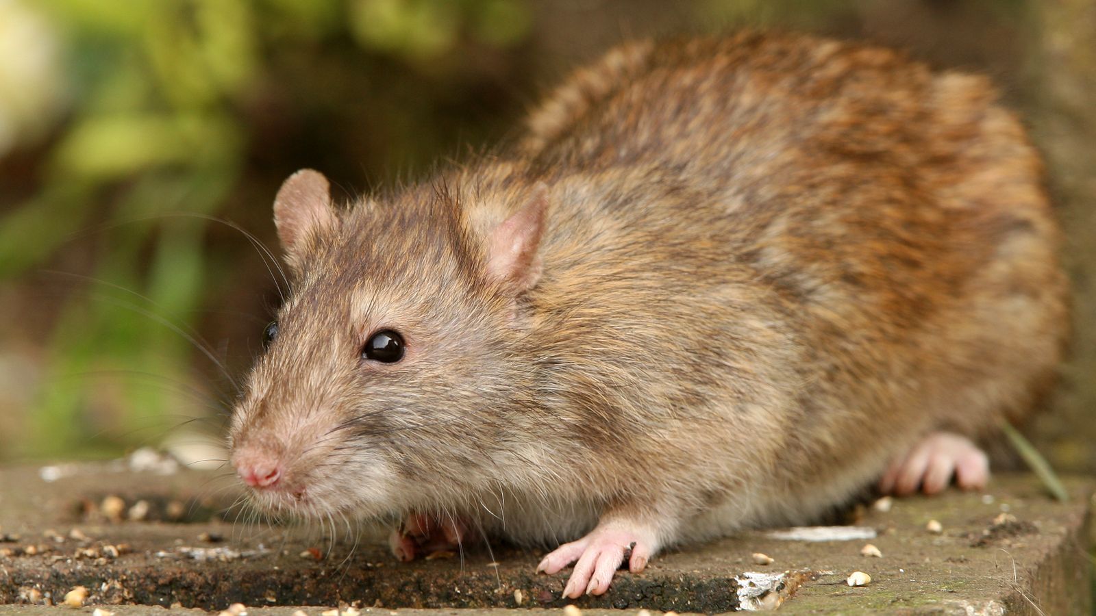 Chicago ranked 'rattiest city' in America for the sixth year running ...