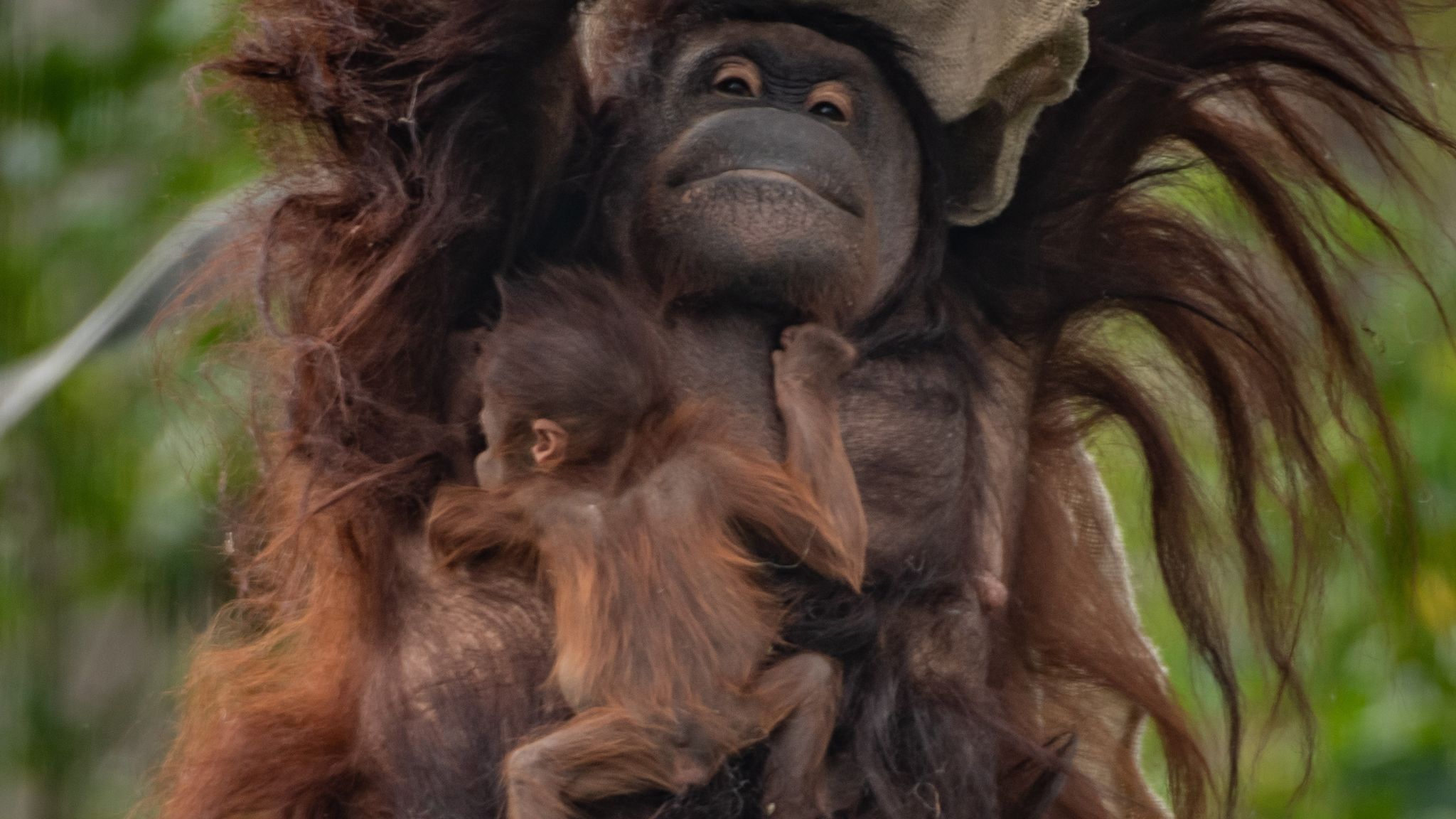 Chester Zoo welcomes surprise orangutan baby after mum returned ...