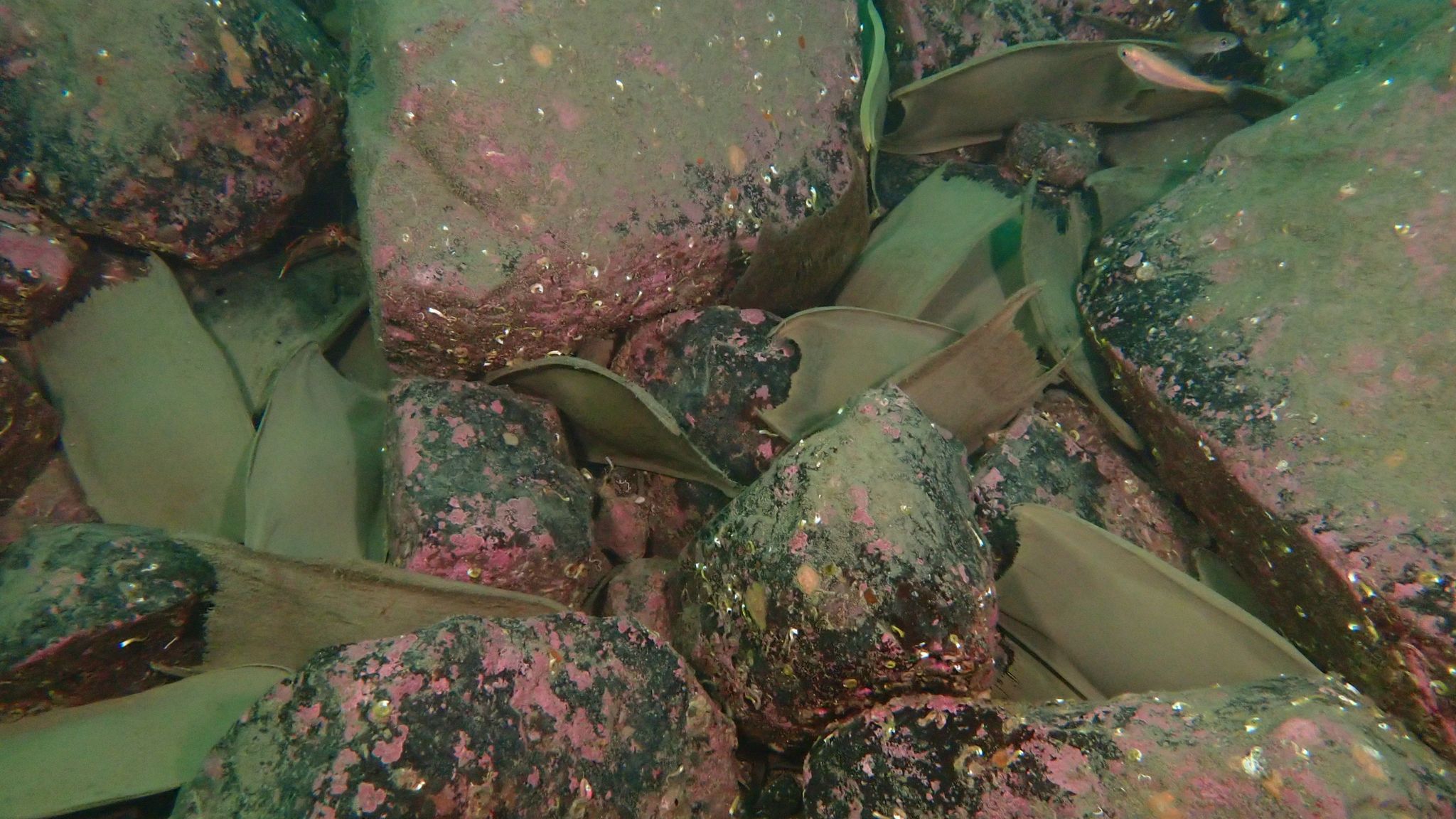 Scotland: More than 100 critically endangered flapper skate eggs found ...