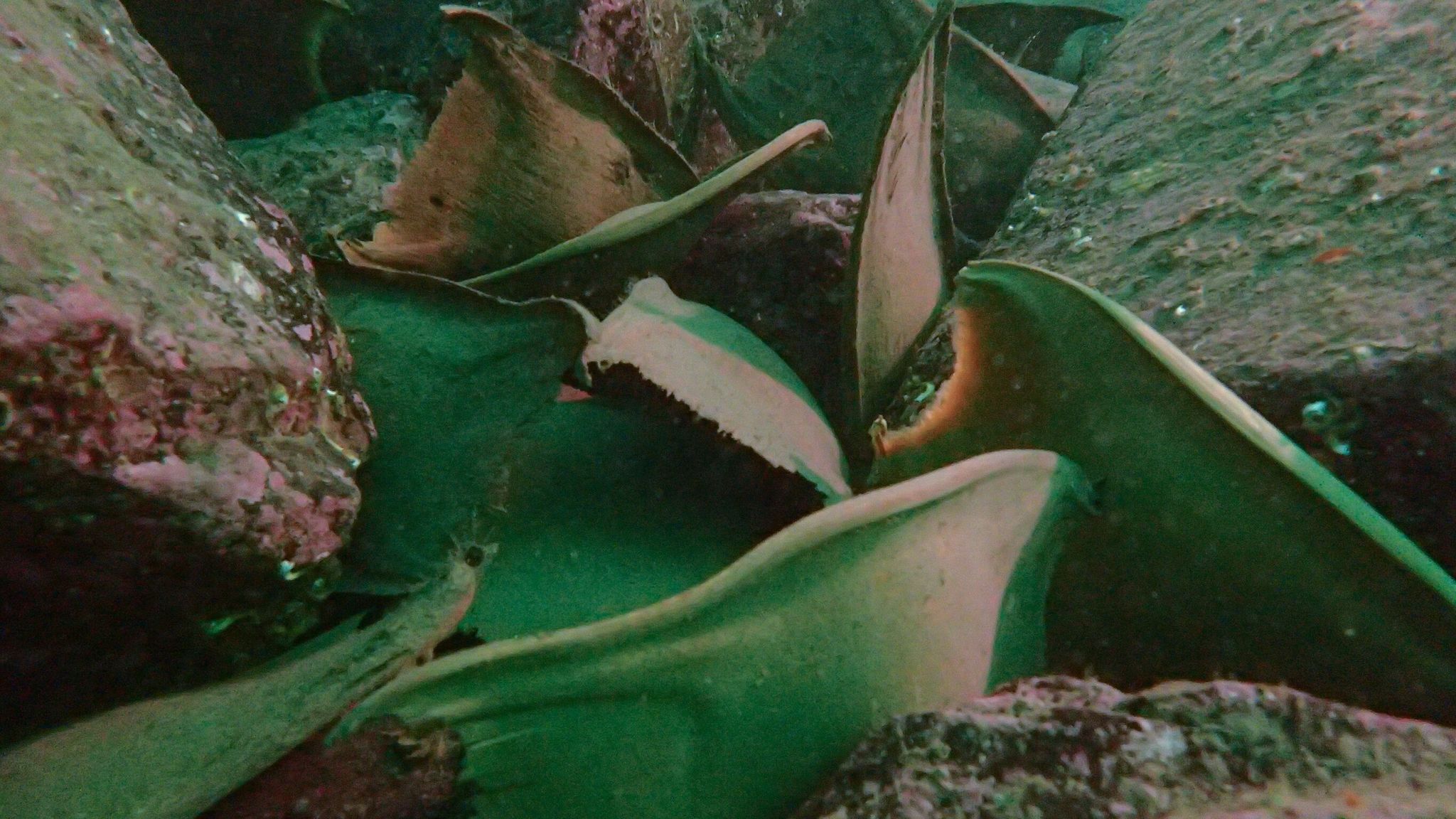 Scotland: More than 100 critically endangered flapper skate eggs found ...