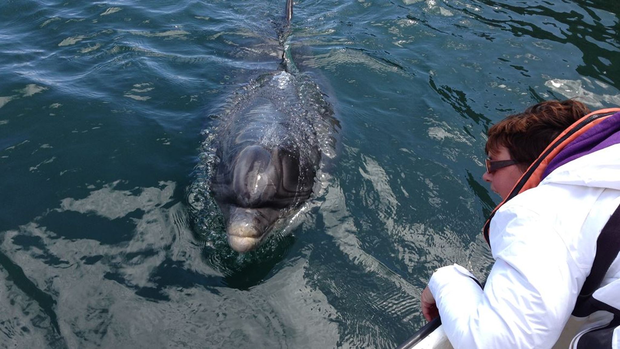 Missing Fungie: Ireland gripped by mysterious disappearance of beloved ...