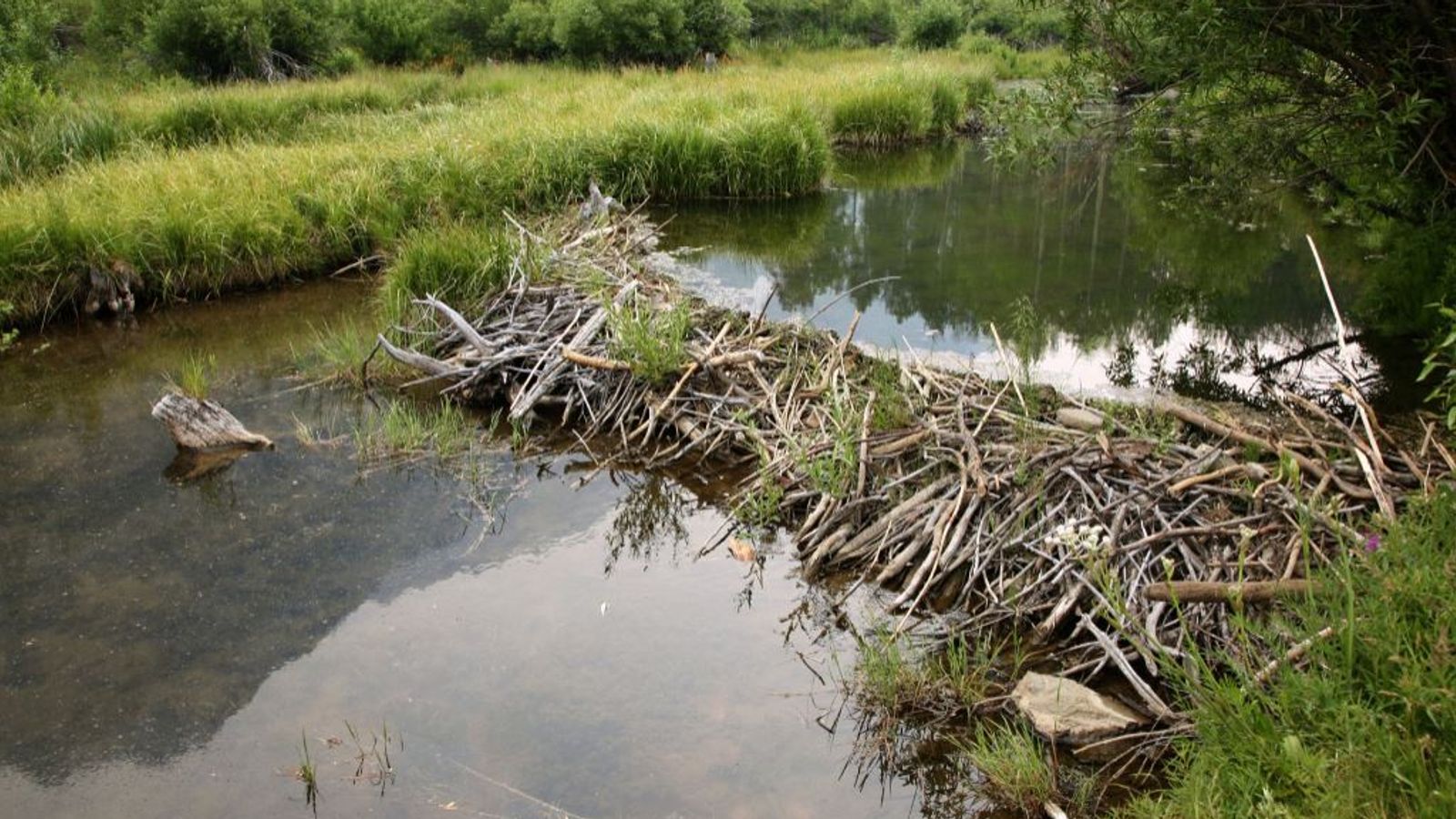Beavers build first dam in Exmoor in 'almost half a millennium' | UK ...
