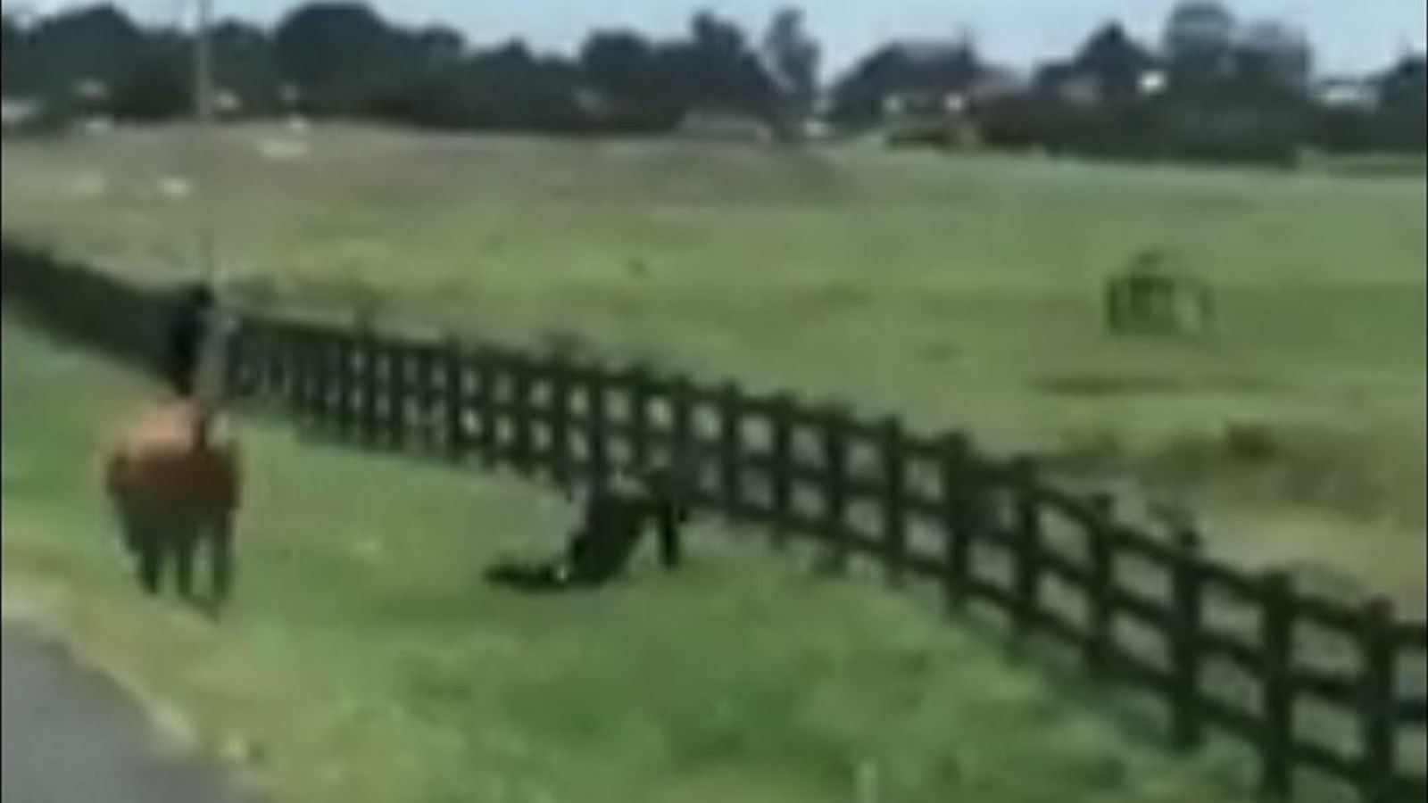 Australia: Firefighter dodges cow attack in New South Wales | World ...