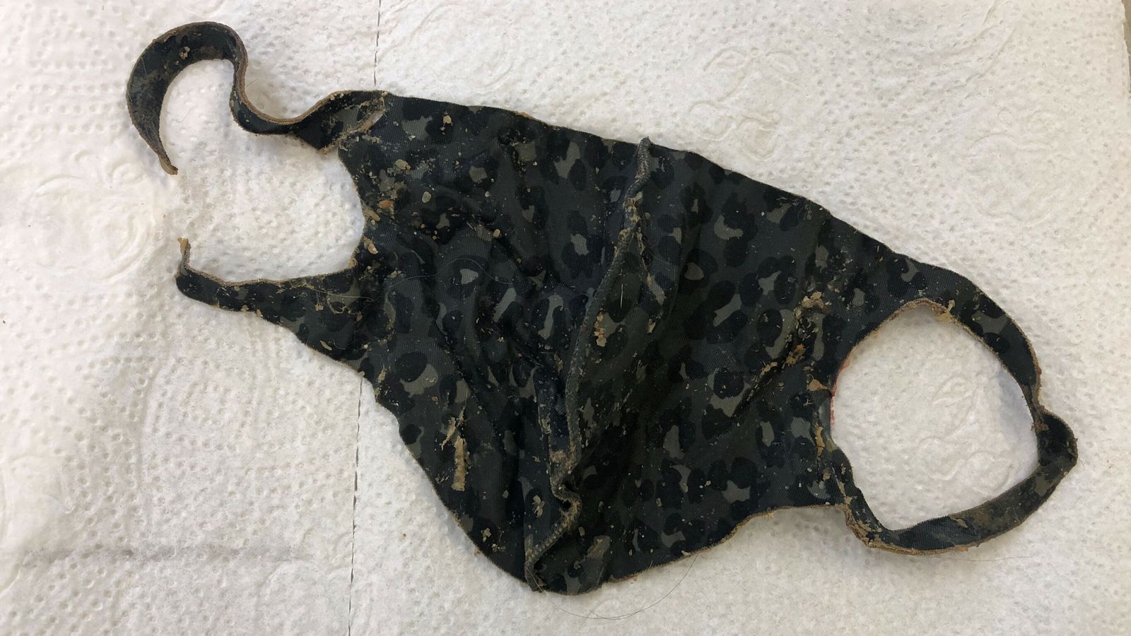 COVID-19: Discarded face masks posing deadly risk to dogs and other ...