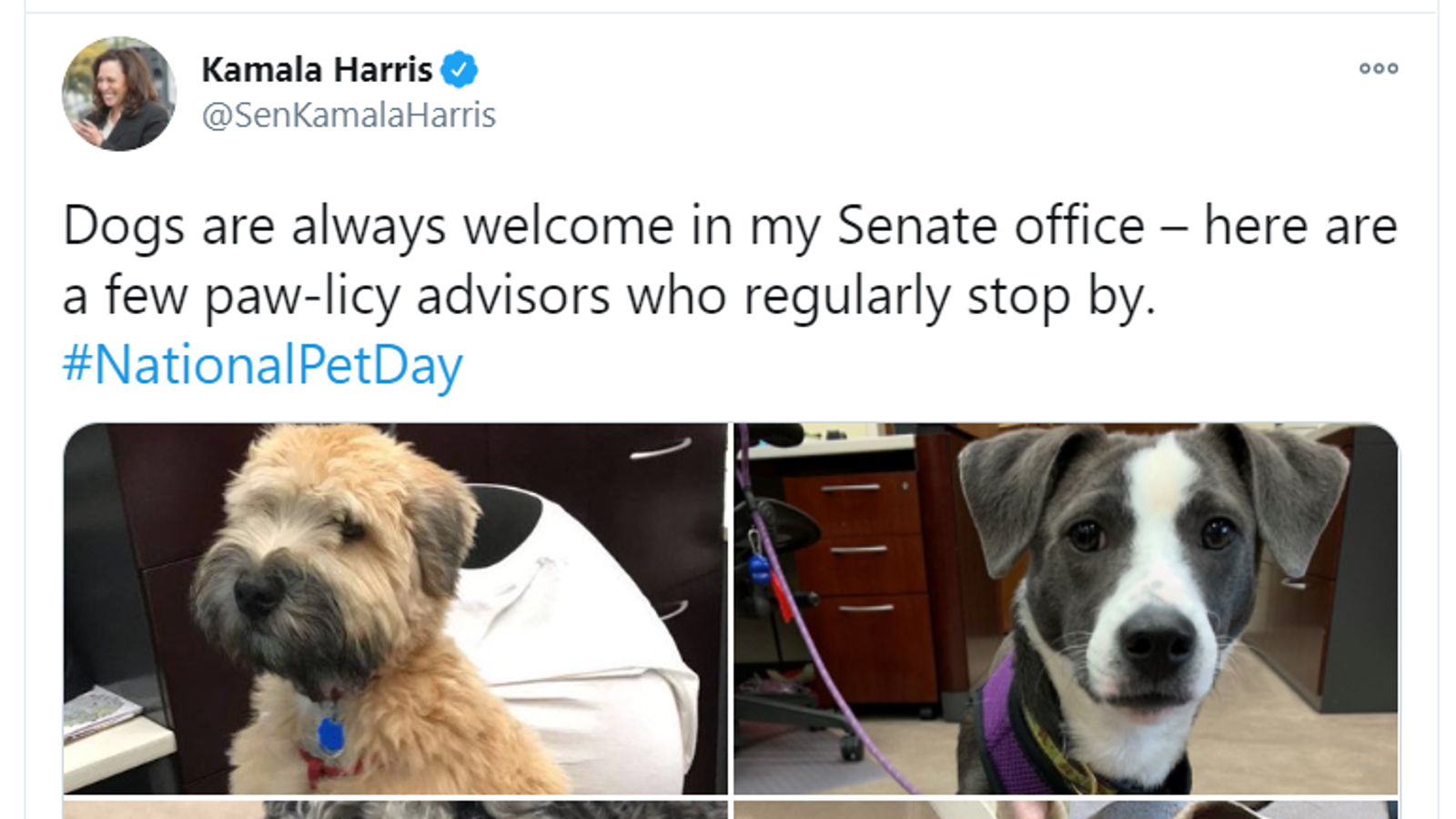 Joe Biden's dog Major set to make history - becoming first canine from ...