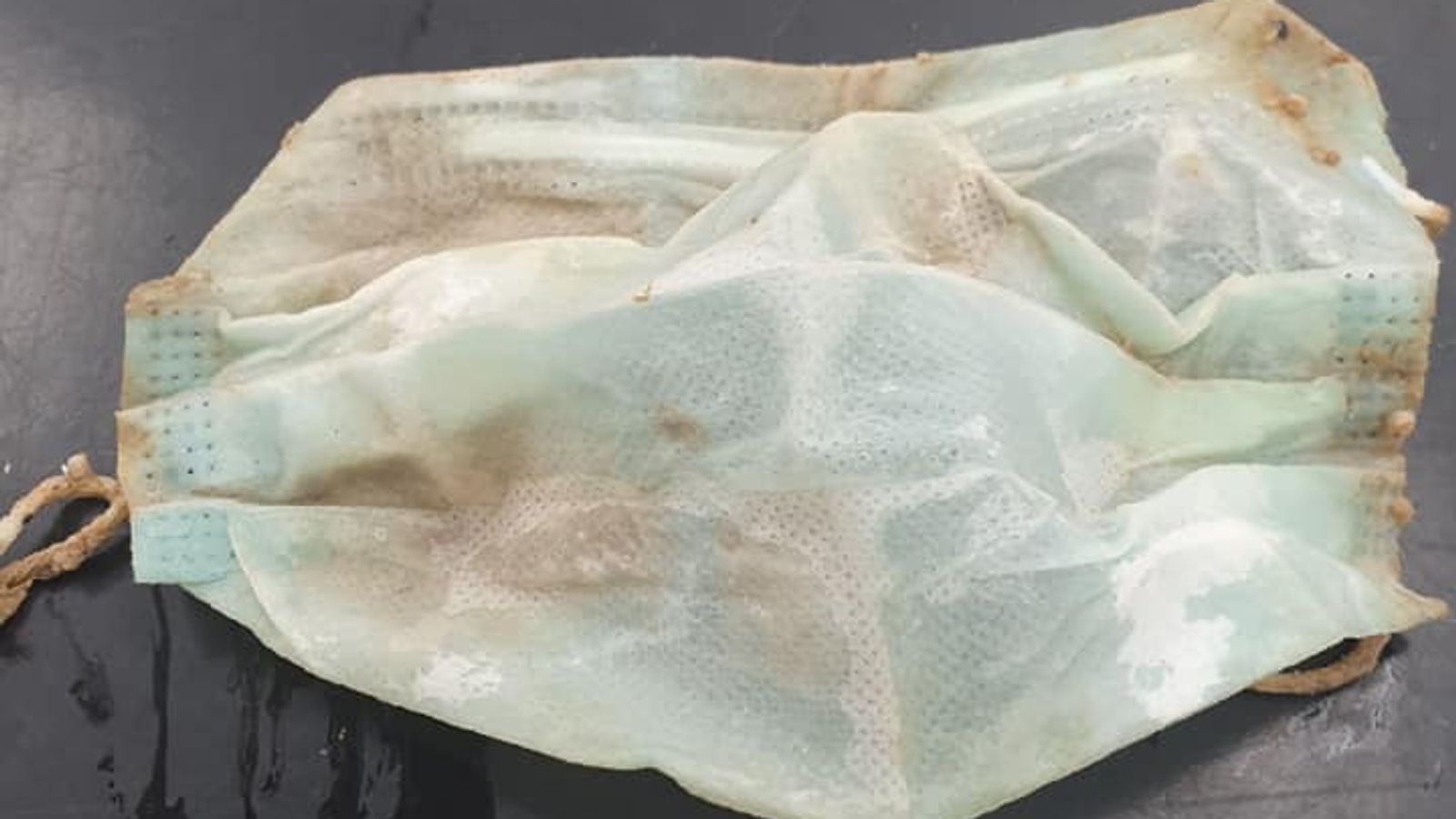 COVID-19: Discarded face masks posing deadly risk to dogs and other ...