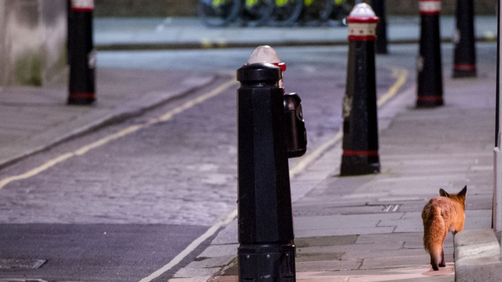 Foxes shot dead with crossbow in 'disturbing' attacks as police issue ...