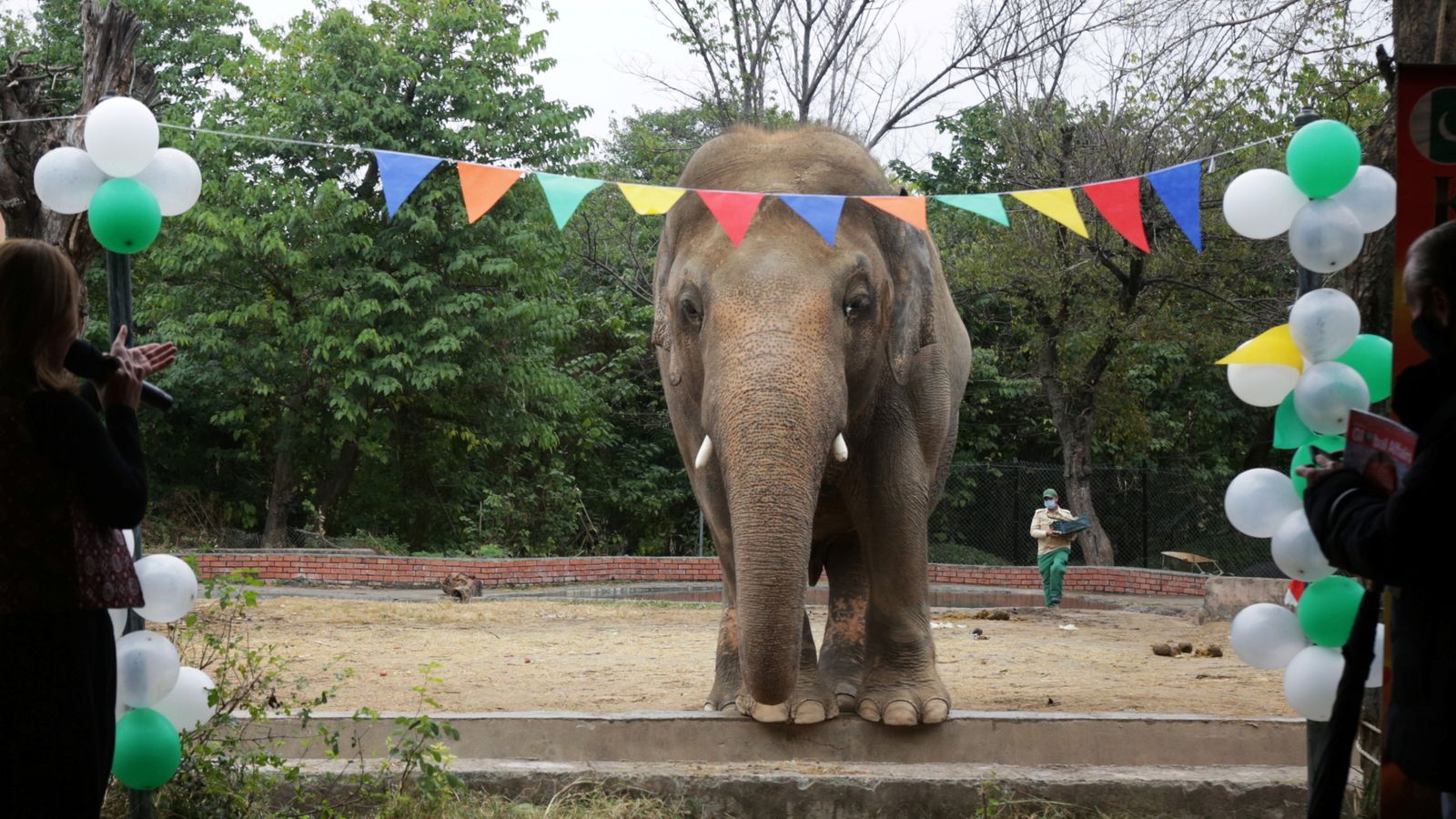 Kaavan: World's 'loneliest elephant' makes contact with another of his ...