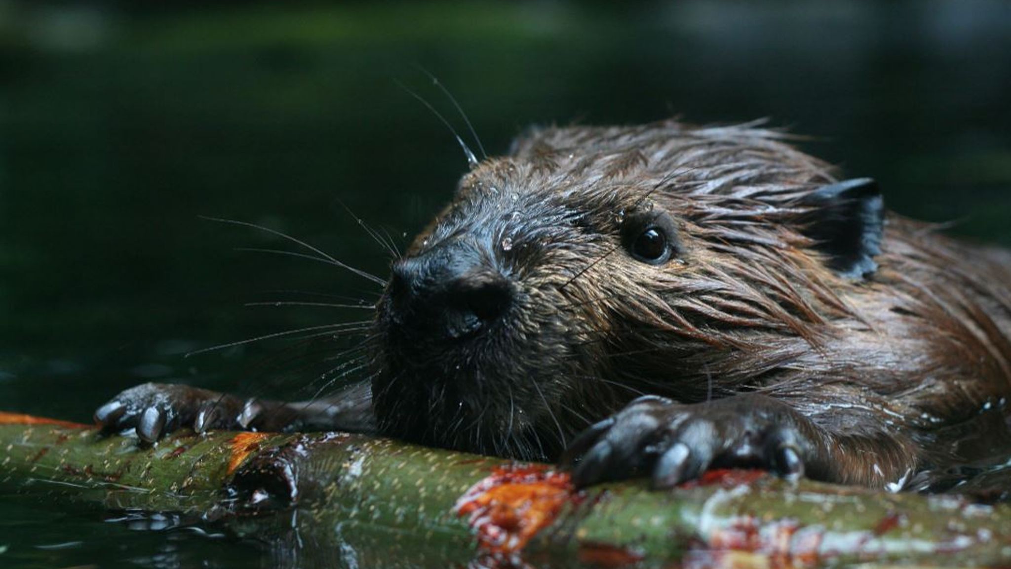 Beavers build first dam in Exmoor in 'almost half a millennium' | UK ...