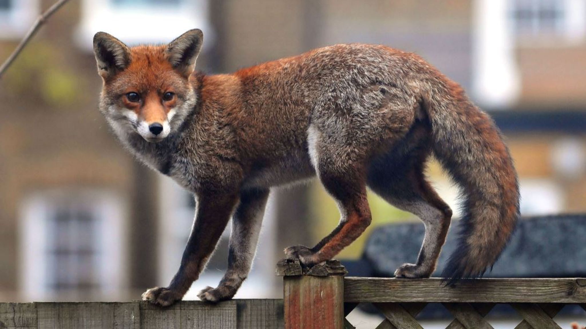 Foxes shot dead with crossbow in 'disturbing' attacks as police issue ...