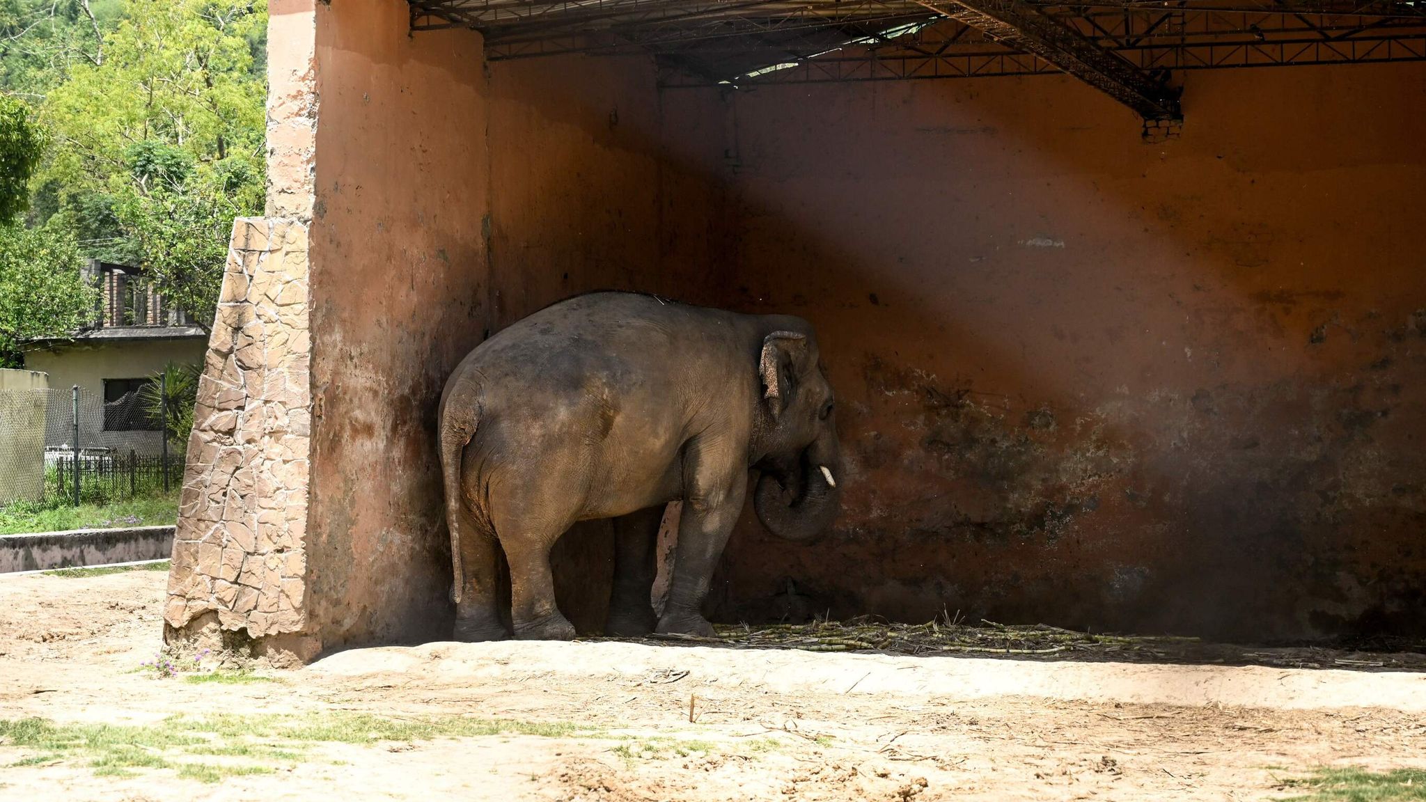 Cher on her way to Pakistan to help save world's loneliest elephant ...