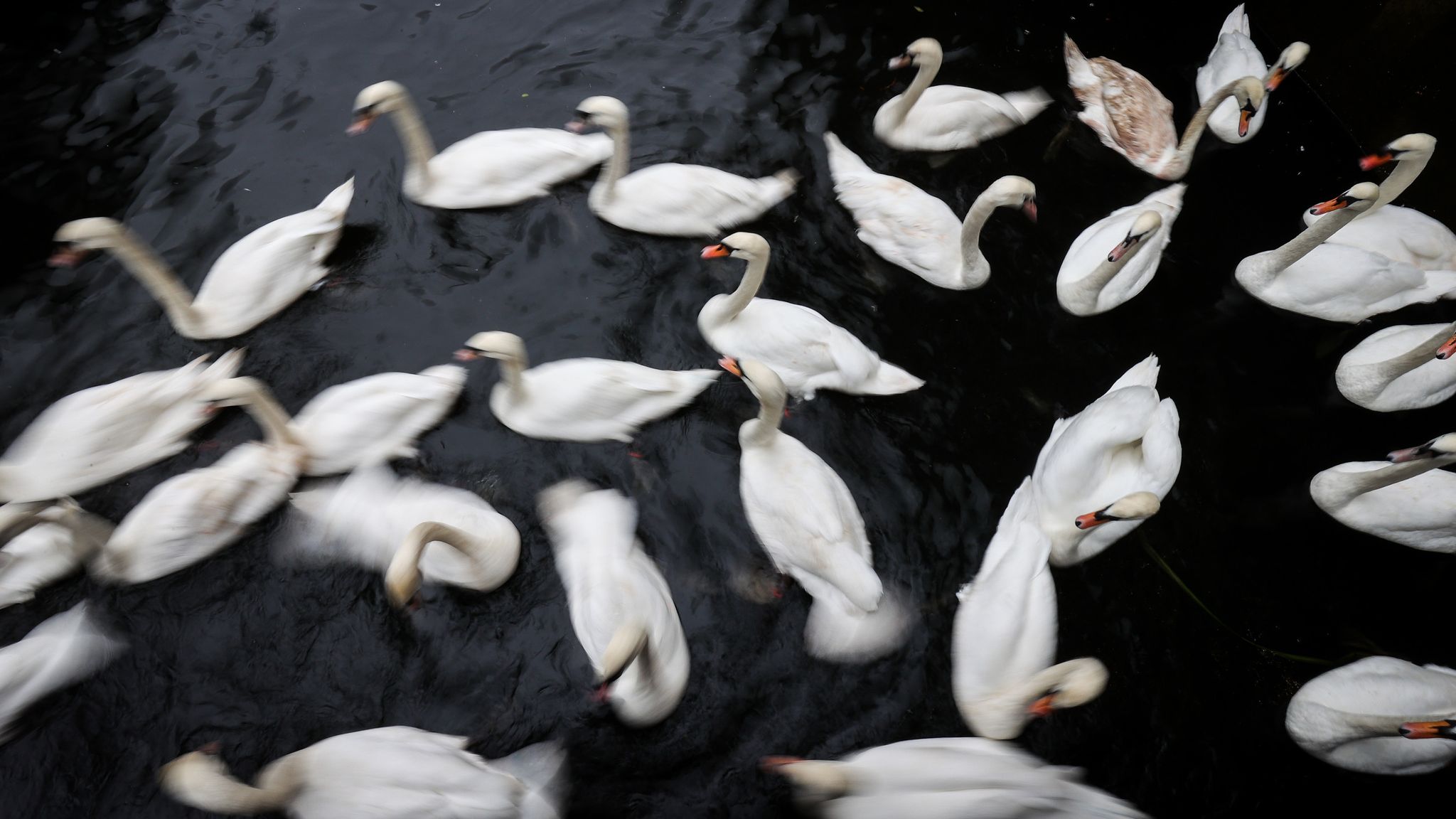 Bird flu: Swan deaths in UK investigated for link to European outbreak ...