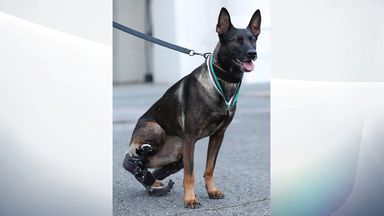 Medal for hero military dog Kuno who tackled al Qaeda gunman and saved ...