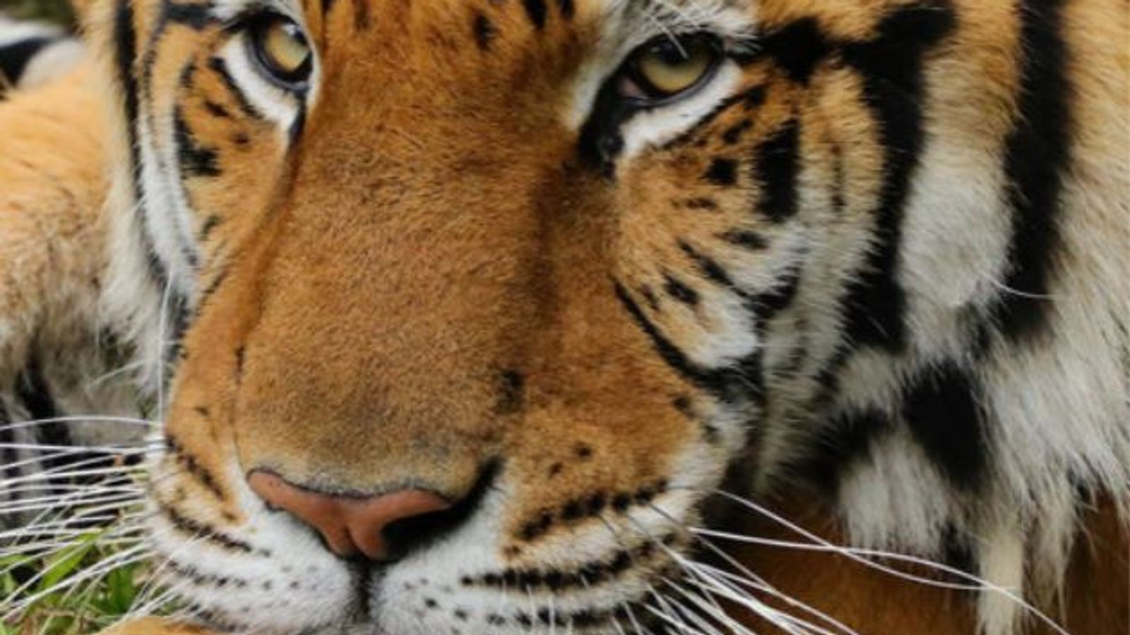 Tiger 'nearly tore arm off' volunteer at Carole Baskin's Big Cat Rescue ...