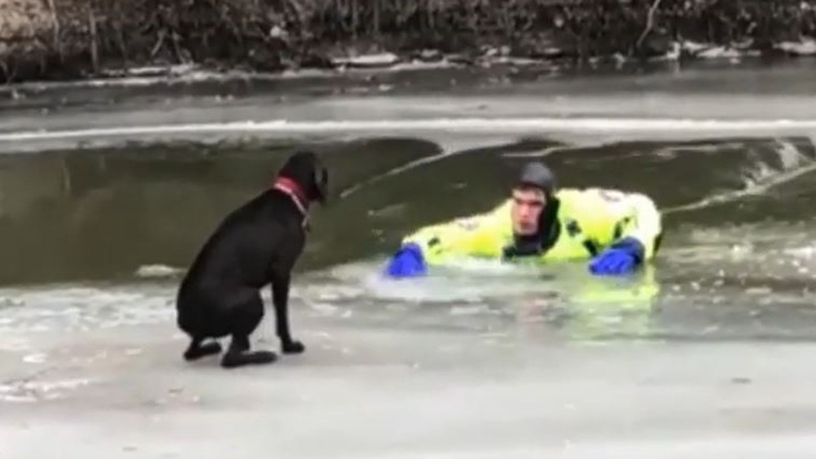 Dog rescued from drifting ice on river in North Dakota | US News | Sky News