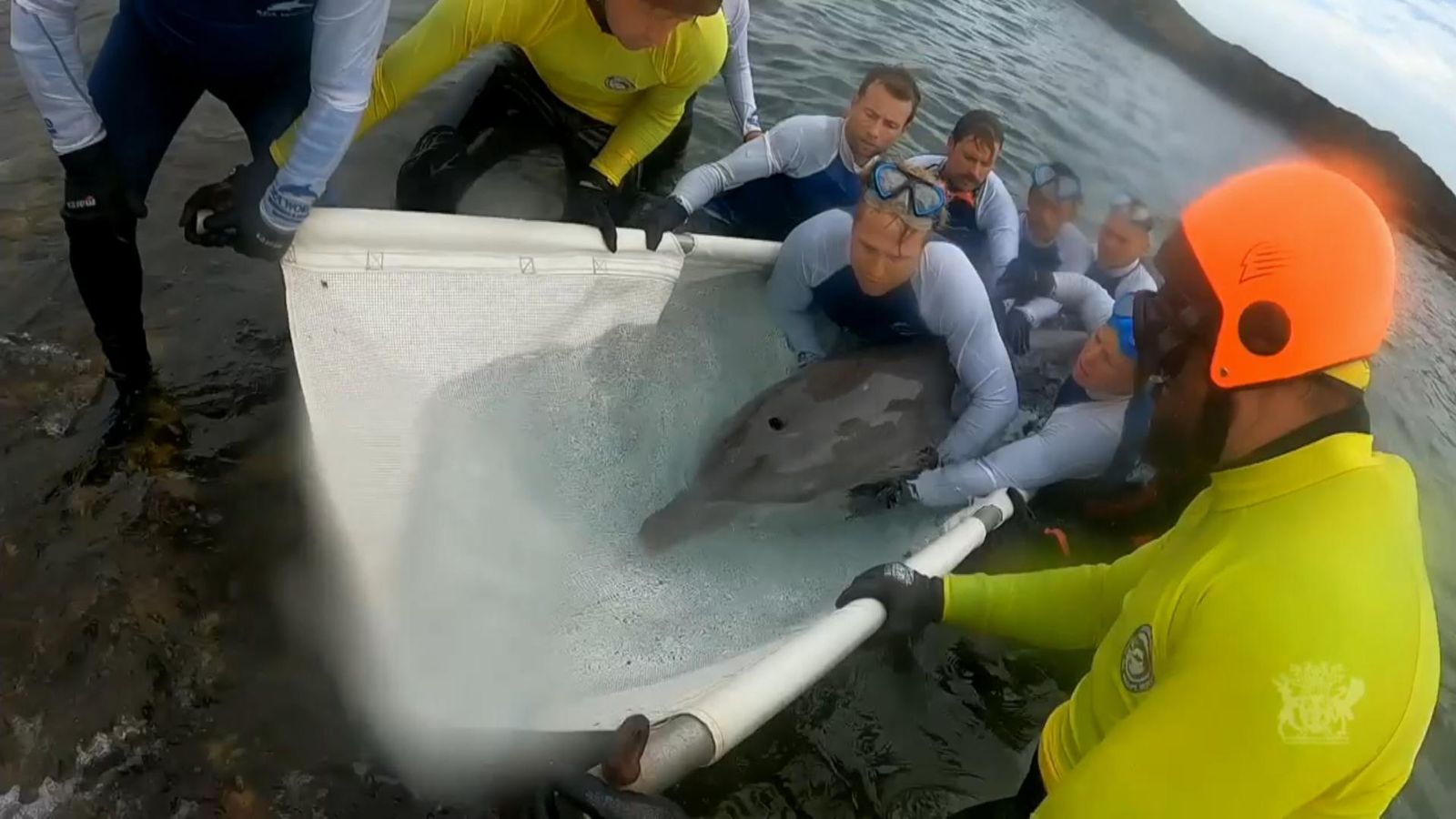 Queensland: Dolphin rescued from rockpool in Australia | World News ...
