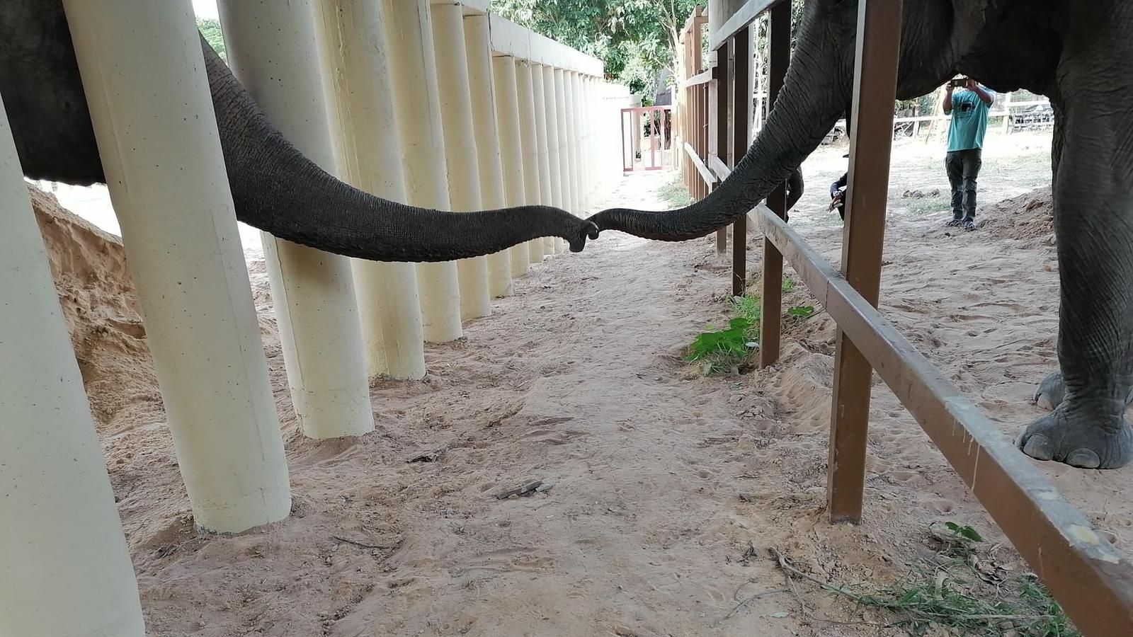 Kaavan: World's 'loneliest elephant' makes contact with another of his ...