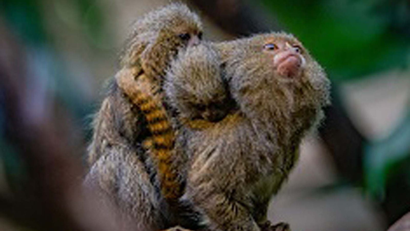 Eastern pygmy marmosets: Twin monkeys 'the size of ping pong balls ...