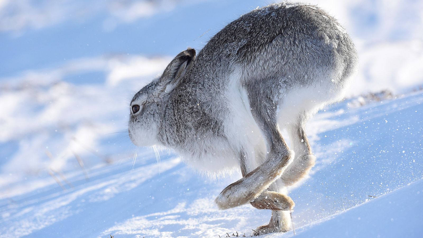 Climate change: Mountain hares 'losing winter camouflage' due to more ...