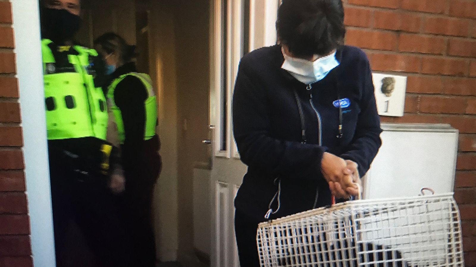 COVID-19: RSPCA takes more than 3,000 calls over Christmas as charity ...