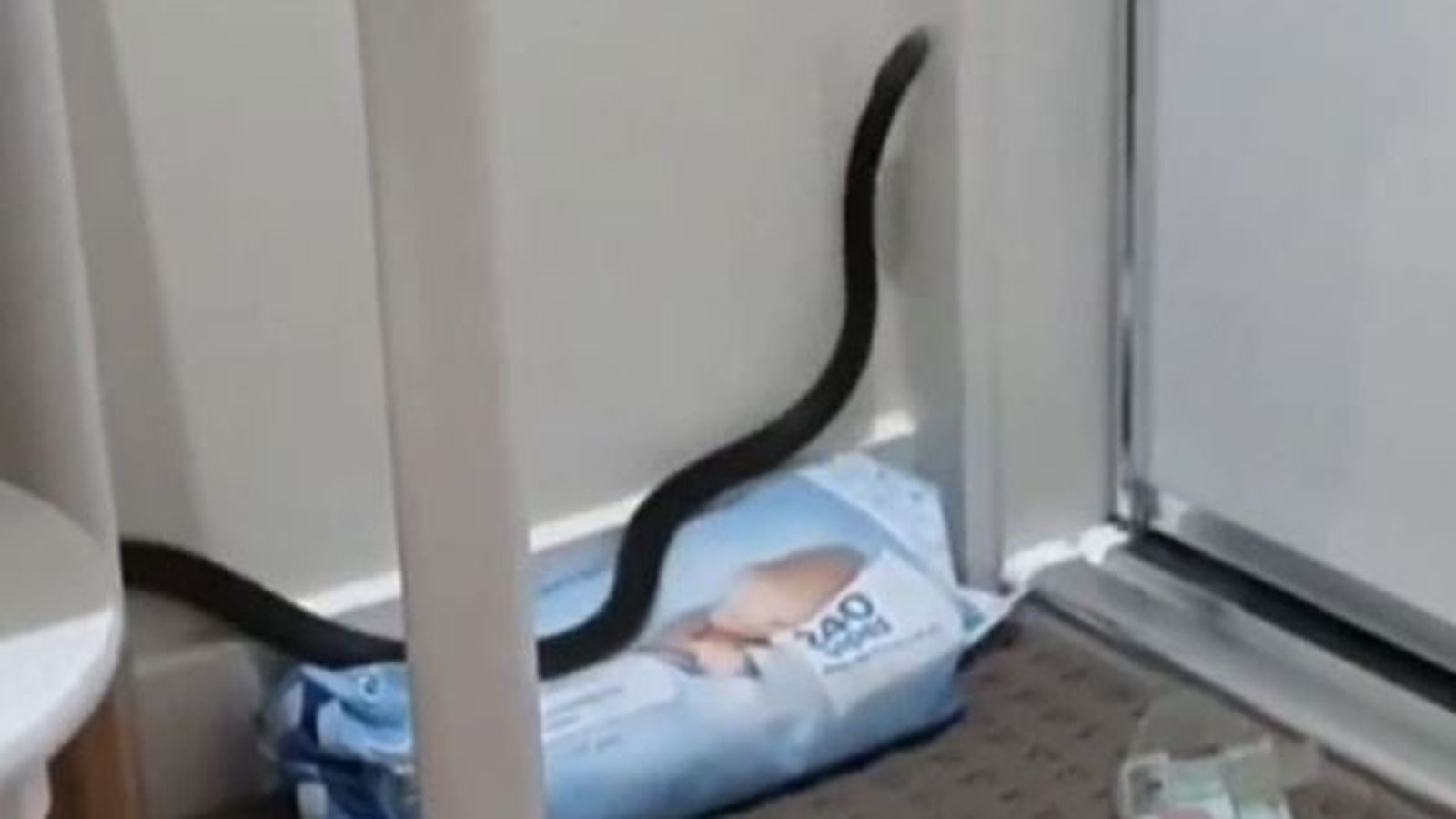 Venomous snake discovered slithering through child's bedroom in ...